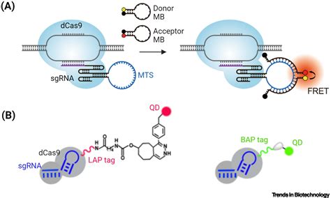 Imaging The Unimaginable Leveraging Signal Generation Of Crispr Cas