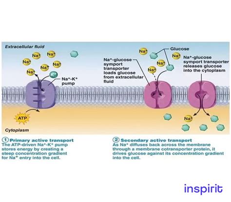 Active Transport Example