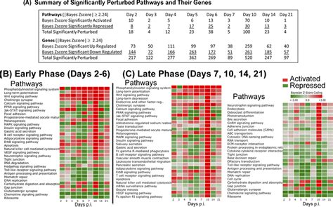 Dynamic Bayesian Gene Group Activation Dbgga Pathway Analysis A Download Scientific