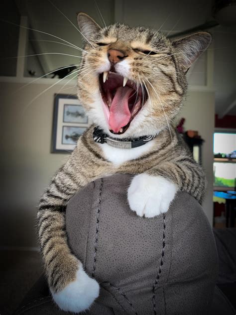 Adding Sound Effects To The Fireworks Rwhiskerfireworks