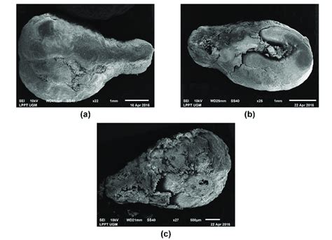 Scanning Electron Micrographs Sem Of Selected Activated Carbon Download Scientific Diagram