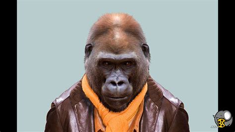 فیلم گوریل بادام خور فیلو