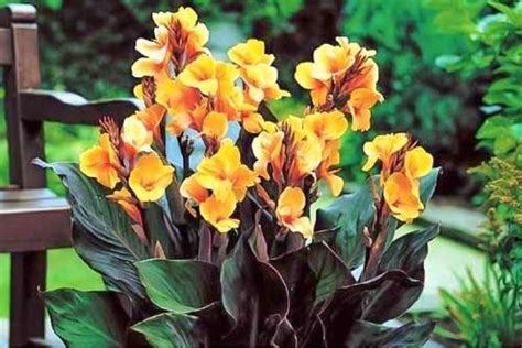 Корневище Канна Луис Коттон