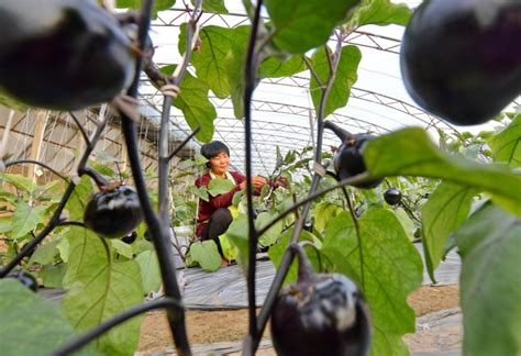 特色種植促農增收 圖片新聞 中國政府網