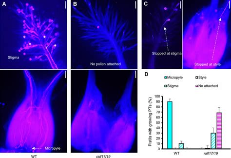 Oryza Sativa Rapid Alkalinization Factor Osralf 17 And Osralf19 Are Download Scientific