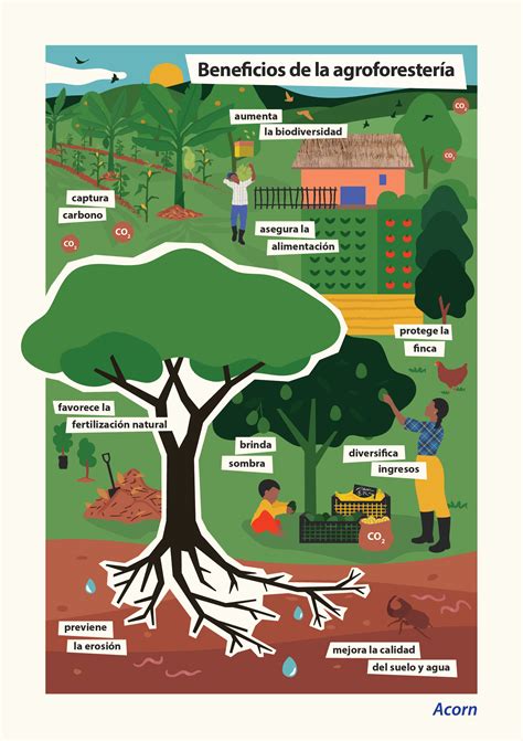Describing Agroforestry Benefits Acorn Rabobank