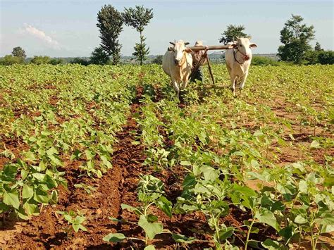 နတ်မောက်မြို့နယ်တွင် Rs Cs မျိုးစေ့ထုတ်ဆင်းရွှေကြာ ၂ နေကြာ ၅ ဧကစိုက်ပျိုး Information And