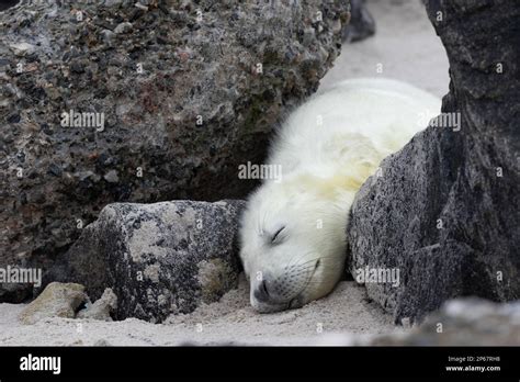 A Grey Seal Pup On Heligoland Lies Between Two Rocks On The Beach And