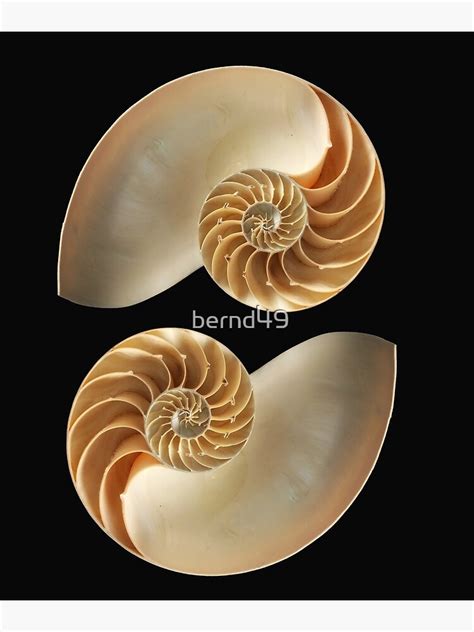 Golden Spiral Fibonacci Nautilus Poster For Sale By Bernd49 Redbubble