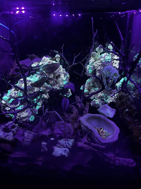 New Isopod Enclosure R Isopods