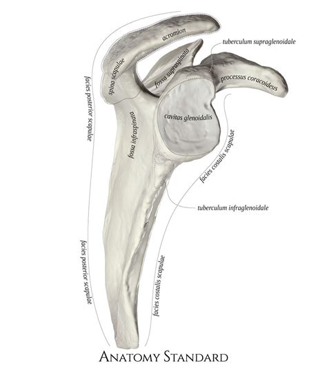 3d Model Of The Shoulder Blade The Lateral Aspect Is Demonstrating The Glenoid Cavity Which