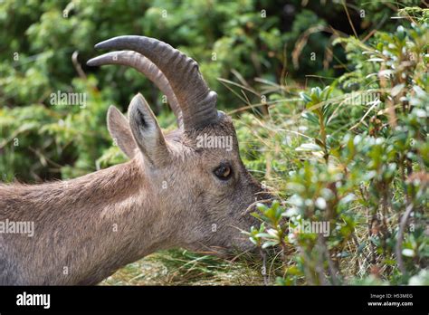Ibex Eating Grass Stock Photo Alamy