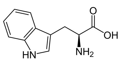 L Tryptophan Structure