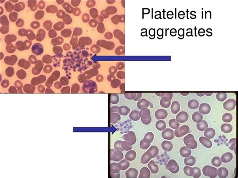 Histology Of Blood Tissue Ppt Download