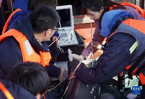 鄱阳湖江豚搬迁记 新浪图片