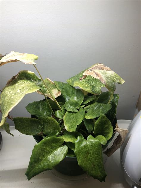 What Does It Mean If Soil Smells Like Ammonia R Houseplants