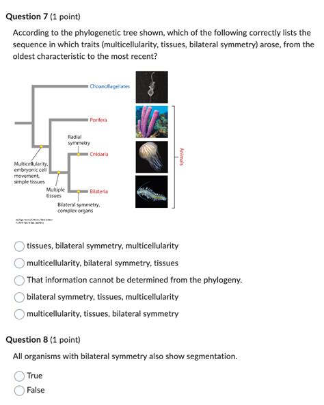 Solved Question 7 1 Point According To The Phylogenetic