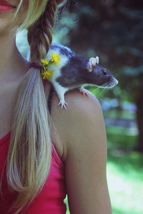 Royalty Free Rat Photos Pikist