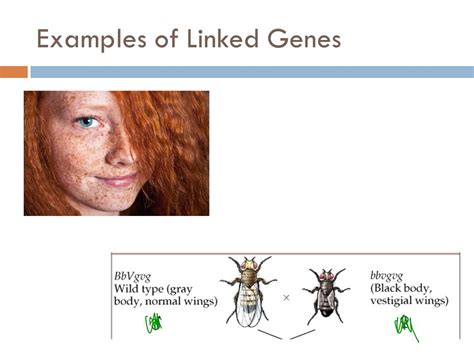 Genetic Linkage Example