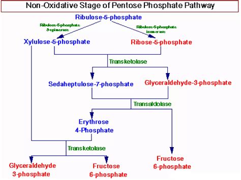 Pentose Phosphate Pathway Ppt