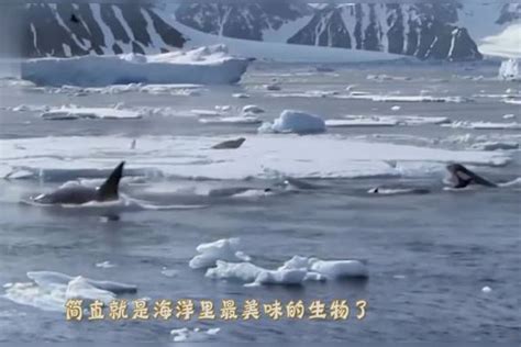 可怜海豹被虎鲸围攻，不怕虎鲸人多，就怕虎鲸动脑子海豹