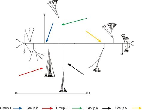 2 Phylogenetic Tree Using Unweighted Neighbour Joining Method Based On Download Scientific