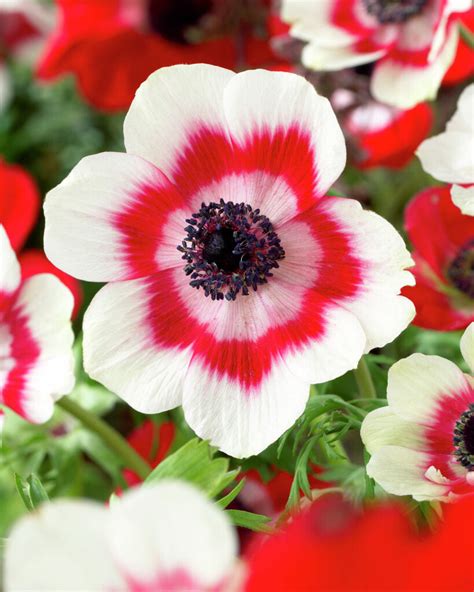 Anemone Bicolor – Floratuin
