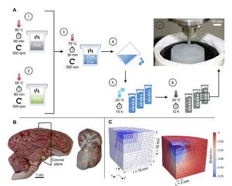 Figure 1 From Poro Viscoelastic Material Parameter Identification Of Brain Tissue Mimicking