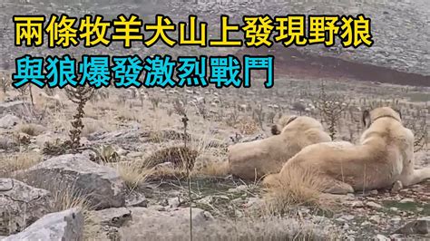 兩條牧羊犬山上發現野狼，與狼爆發激烈戰鬥，土耳其牧羊人的遊牧日常，狼群的威脅，以及來自同行的武力恐嚇 Youtube