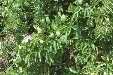 Factsheet Passiflora Caerulea Blue Passionflower