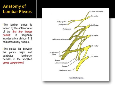 Ppt Lumbar Plexus Block And Femoral Nerve Block Powerpoint Presentation Id 4229067