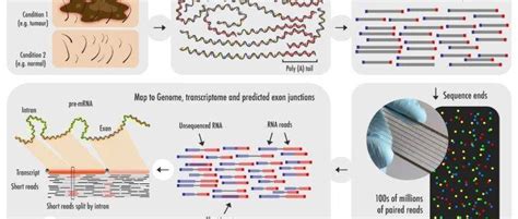 Rna Seq汇总篇，一文掌握rna Seq 分析 差异基因 研究