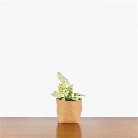 Syngonium Confetti Tricolor - Arrowhead Plant - House Plants Delivery ...