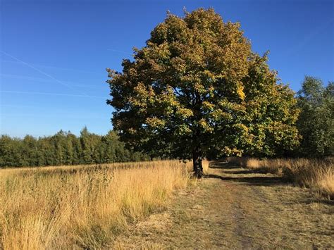 하늘 파란색 나무 Pixabay의 무료 사진 Pixabay