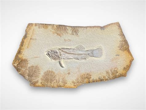 Fossils For Sale World Class Specimens Fossil Realm