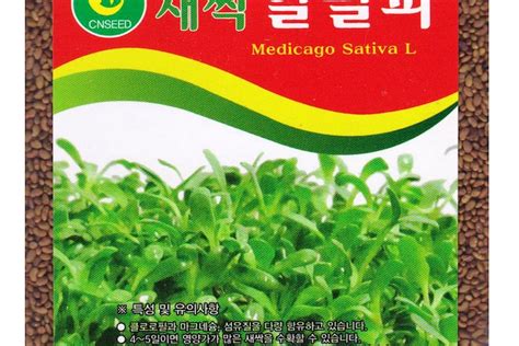 식물 새싹 알팔파씨앗30g 씨앗 오늘의집 쇼핑