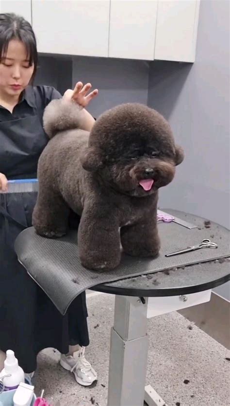 귀여운 강아지 강아지 귀여운 강아지 강아지 용품