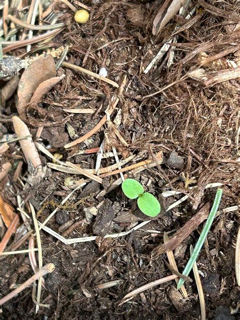 Do These Look Like Cloudberry Seedlings To You General Fruit Growing