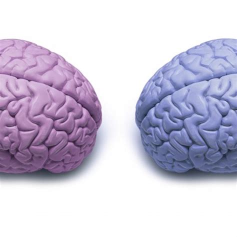 The Science Of Sex Differences Catholic Answers Magazine