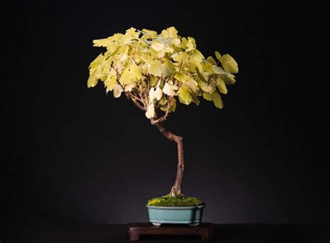 Nikoloz Meskhi On Linkedin ჩვენი ვაზისთვისაც მოვიდა შემოდგომა