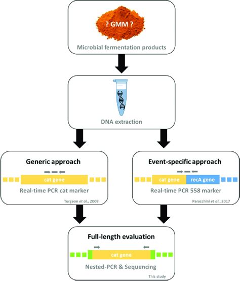 Workflow Of The Proposed Strategy Confirming The Presence And The Download Scientific Diagram