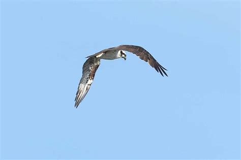 3羽目のミサゴの垂直ダイブ魚獲ったらこっちを向いてよ 旅プラスの日記