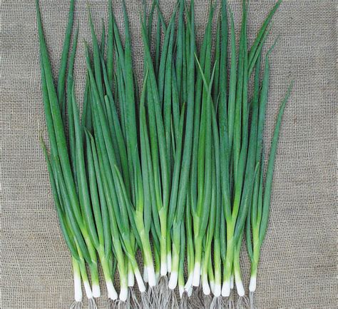 Купить семена лука и чеснока почтой в Беларуси в интернет магазине каталог семян с ценами