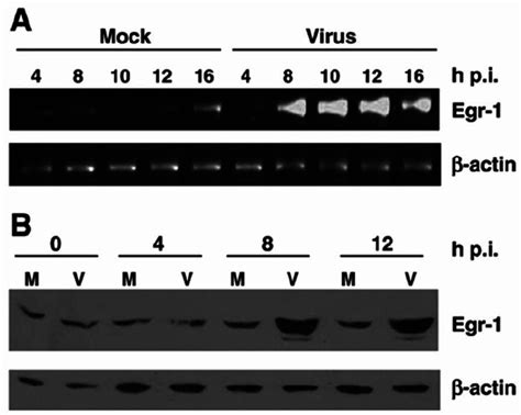 Induction Of Transcription Factor Egr 1 Expression By Mhv Jhm Download Scientific Diagram