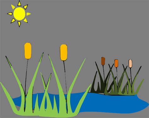 Pond C Clip Art At Clker Com Vector Clip Art Online Royalty Free Public Domain