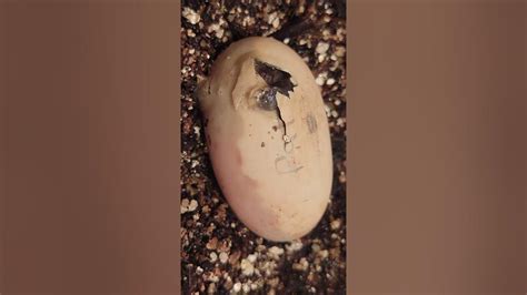 Box Turtle Egg Hatching 1 Part 2 Youtube