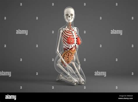 Female Body Anatomy Organs