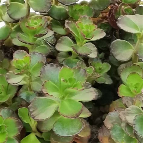 Sedum Spurium Raspberry Red 14 Cm Crassulaceae Giromagi Vendita