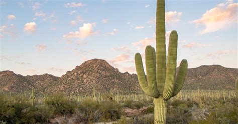 Julien Metayer On Linkedin Cacti Monitoring Tool Spiked By Critical Sql Injection Vulnerability