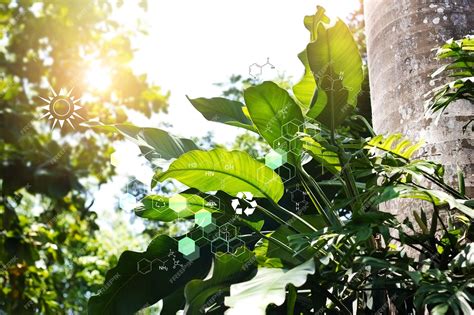 생물학 실험실 자연 및 과학 생화학 구조를 가진 Dna 식물 프리미엄 사진